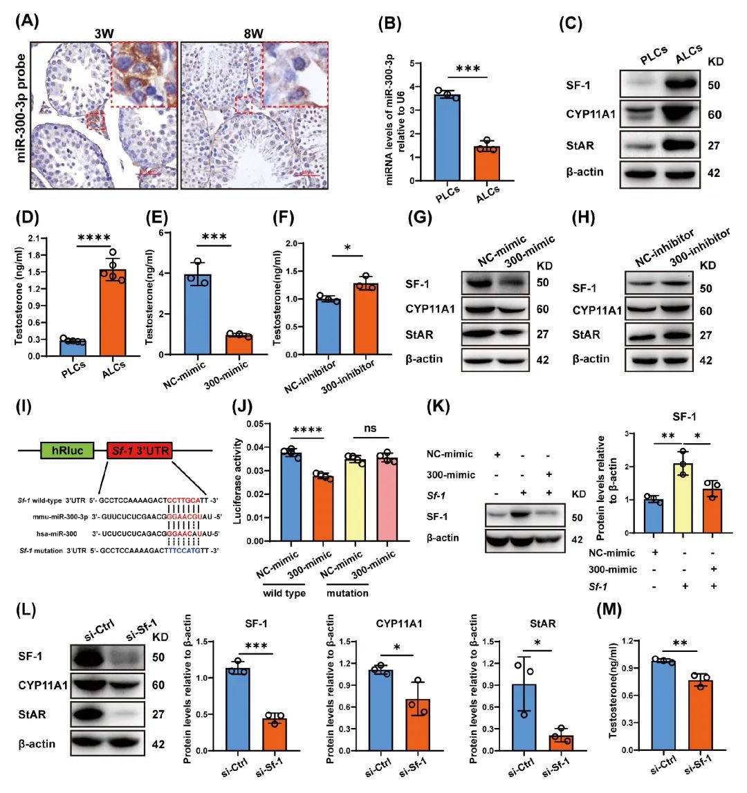 Mol Ther-Nucl Acids丨锐博miRNA动物用产品助力揭示miR-300-3p在睾丸间质细胞功能和分化中的作用医药新闻-ByDrug-一站式医药资源共享中心-医药魔方