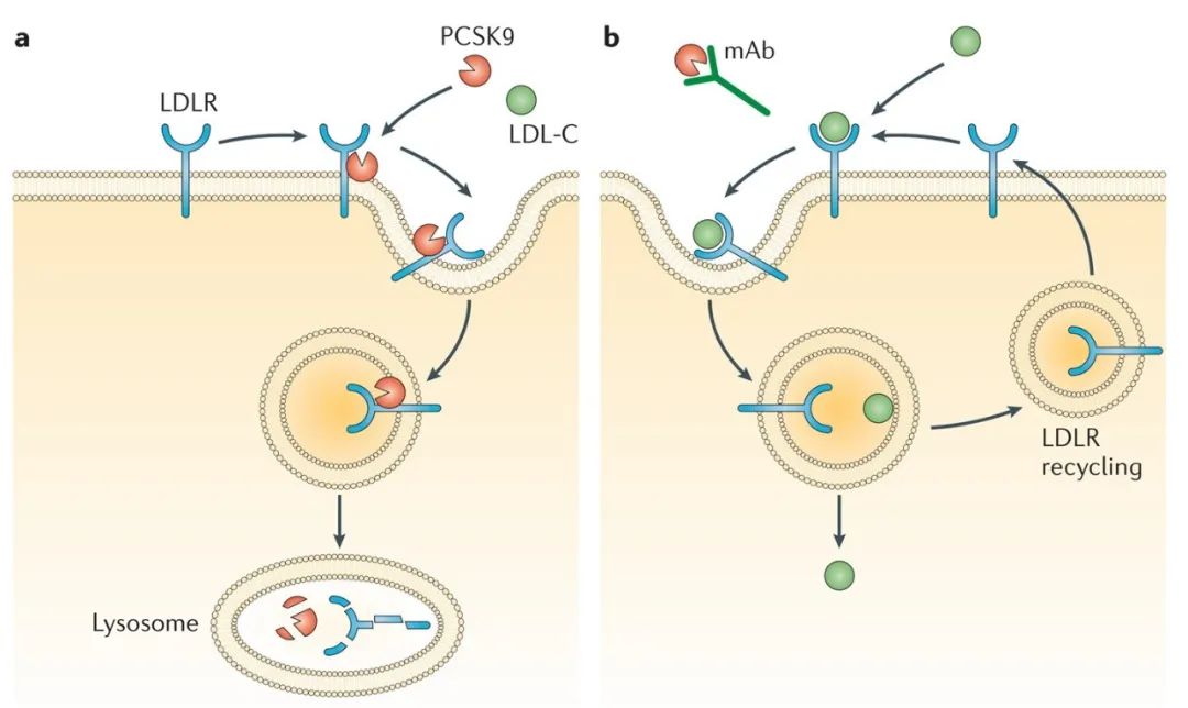 国产首款！瑞博生物siRNA疗法获批临床医药新闻-ByDrug-一站式医药资源共享中心-医药魔方