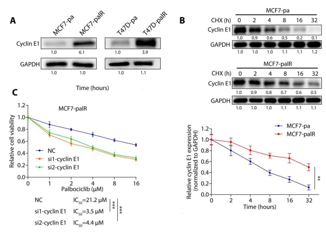 Science子刊丨LncRNA EILA通过稳定cyclin E1蛋白促进CDK4/6抑制剂在乳腺癌中的耐药性医药新闻-ByDrug-一站式 ...