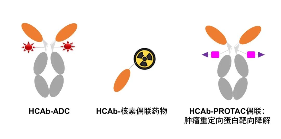 和铂医药推出HCAb PLUS™：打造新一代疗法，助力行业创新发展医药新闻-ByDrug-一站式医药资源共享中心-医药魔方