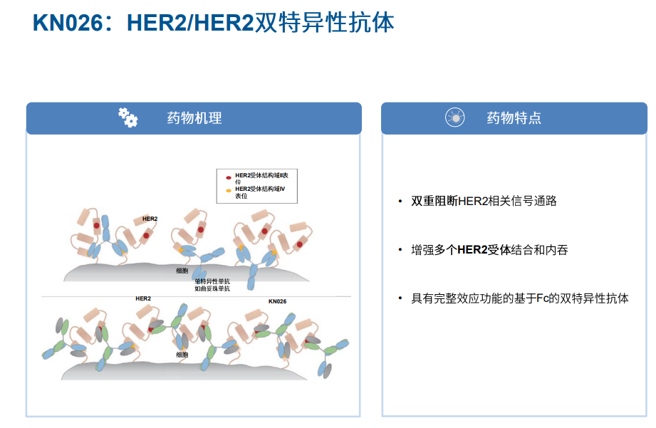 康宁杰瑞公布PD-L1/CTLA-4双抗KN046及KN026的4项最新数据医药新闻-ByDrug-一站式医药资源共享中心-医药魔方