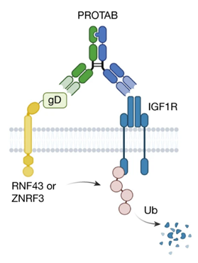 Nature：PROTAC之后，PROTAB来了医药新闻-ByDrug-一站式医药资源共享中心-医药魔方