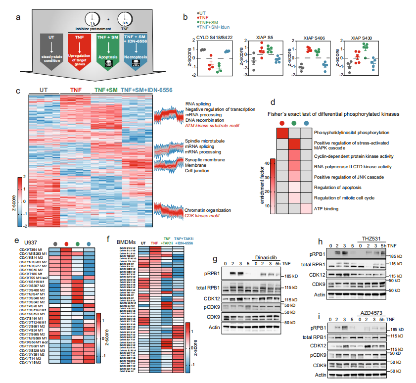 Nat Commun| 组学大牛基于DIA蛋白质组+DIA磷酸化蛋白质组揭示CDKs激酶家族在TNF信号传导中的关键作用医药新闻-ByDrug-一站式医药资源共享中心-医药魔方