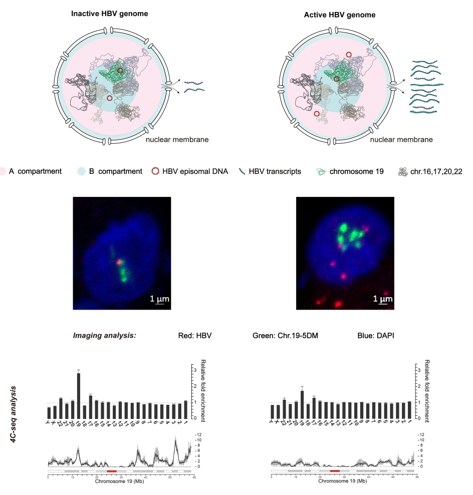 Cell Reports | 李文辉实验室发现HBV基因组在细胞核内空间定位的基础特征医药新闻-ByDrug-一站式医药资源共享中心-医药魔方