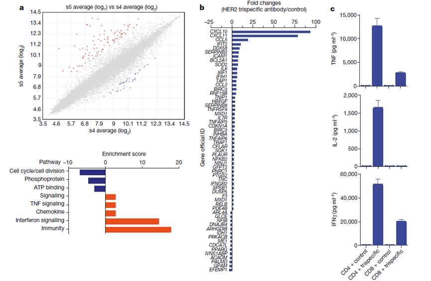 临床阶段HER2双/多特异性抗体梳理医药新闻-ByDrug-一站式医药资源共享中心-医药魔方