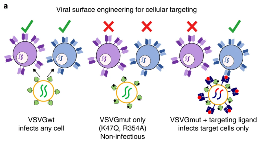 Kelonia Therapeutics：新一代LVV技术加持，让体内CAR-T走进现实医药新闻-ByDrug-一站式医药资源共享中心-医药魔方