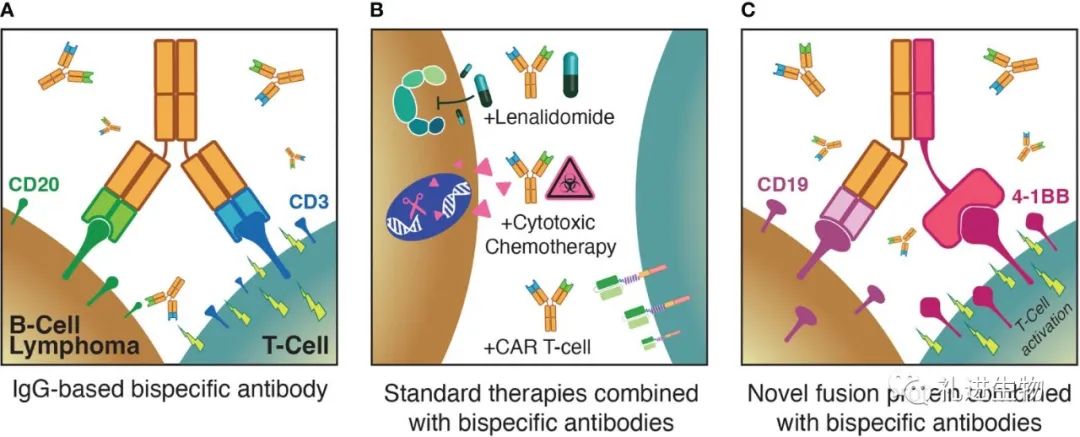 CD3/CD20双抗TCE有望进入弥漫性大B细胞淋巴瘤(DLBCL)的一线/二线治疗方案吗？ [1]医药新闻-ByDrug-一站式医药资源共享中心-医药魔方
