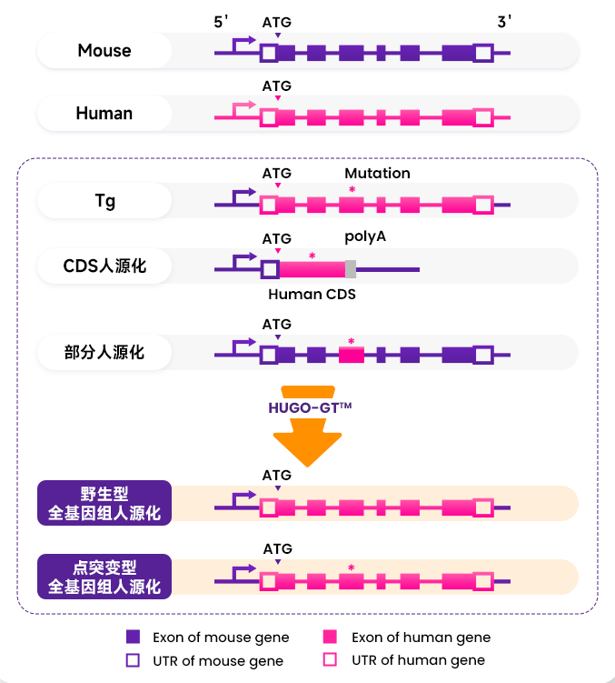 基因治疗研发用模型｜搭载更高效的大片段载体融合技术的HUGO-GT™全基因组人源化小鼠医药新闻-ByDrug-一站式医药资源共享中心-医药魔方
