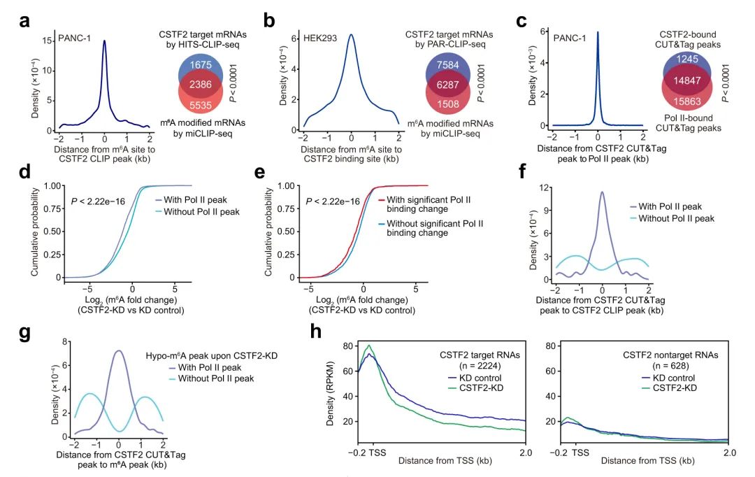 Nature子刊丨CSTF2介导的mRNA m6A修饰驱动胰腺导管腺癌m6A亚型医药新闻-ByDrug-一站式医药资源共享中心-医药魔方