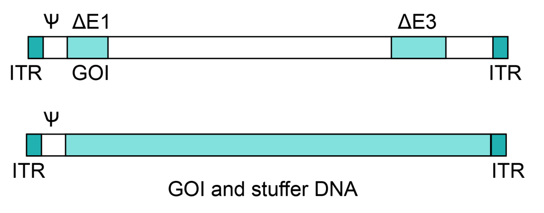 Gutless腺病毒：治疗杜氏肌营养不良（DMD）的创新选择！医药新闻-ByDrug-一站式医药资源共享中心-医药魔方