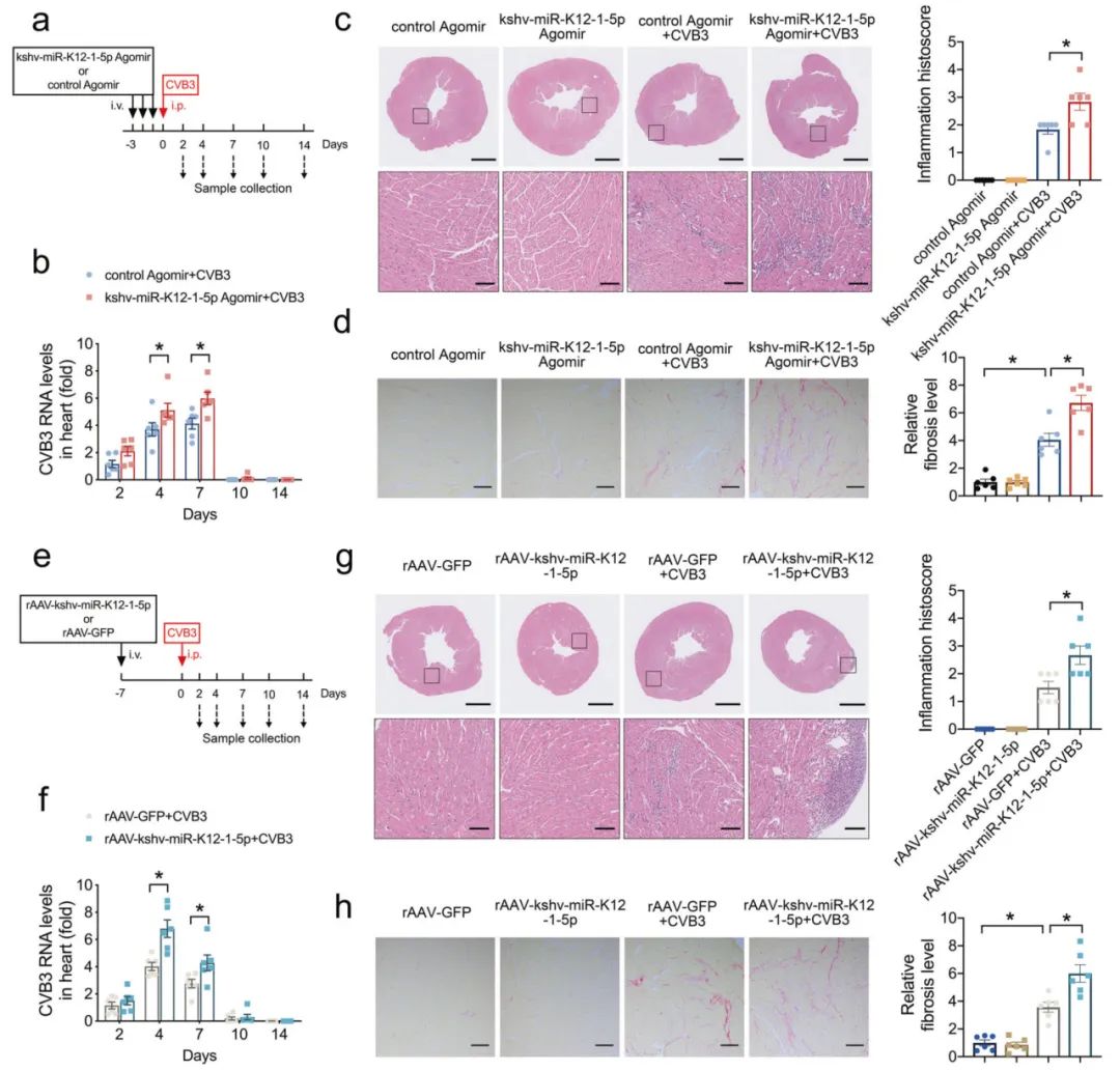 Nature子刊（IF39.3）丨卡波西肉瘤相关疱疹病毒编码的microRNA导致扩张型心肌病医药新闻-ByDrug-一站式医药资源共享中心-医药魔方