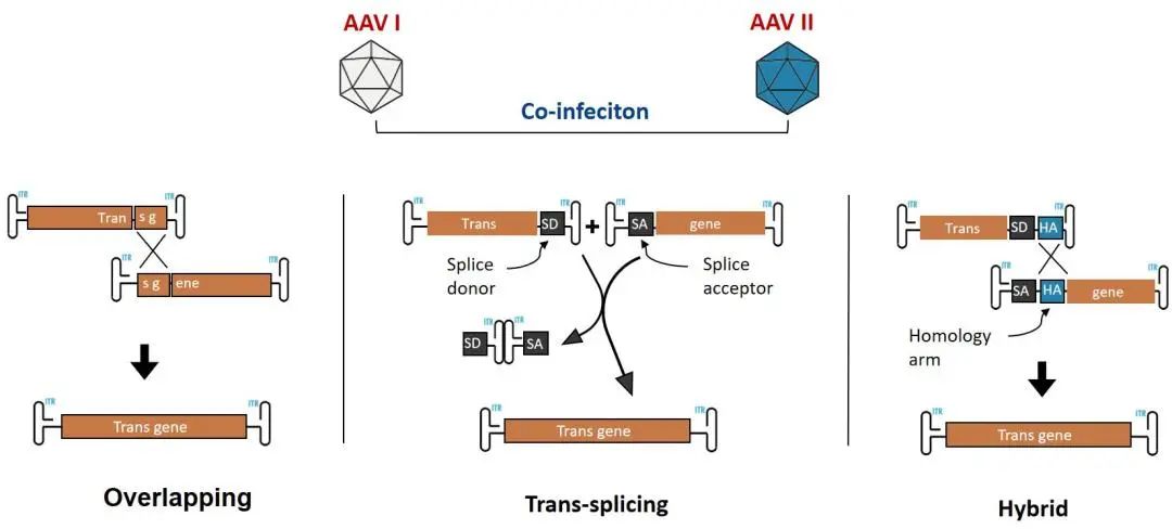 重磅！金唯科自研新型双AAV载体解决大基因递送难题医药新闻-ByDrug-一站式医药资源共享中心-医药魔方