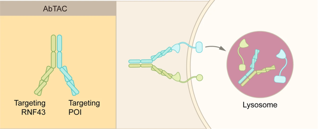 Nature：PROTAC之后，PROTAB来了医药新闻-ByDrug-一站式医药资源共享中心-医药魔方
