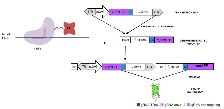 两轮融资、超5亿美元！Gene Writing，书写基因疗法未来？医药新闻-ByDrug-一站式医药资源共享中心-医药魔方