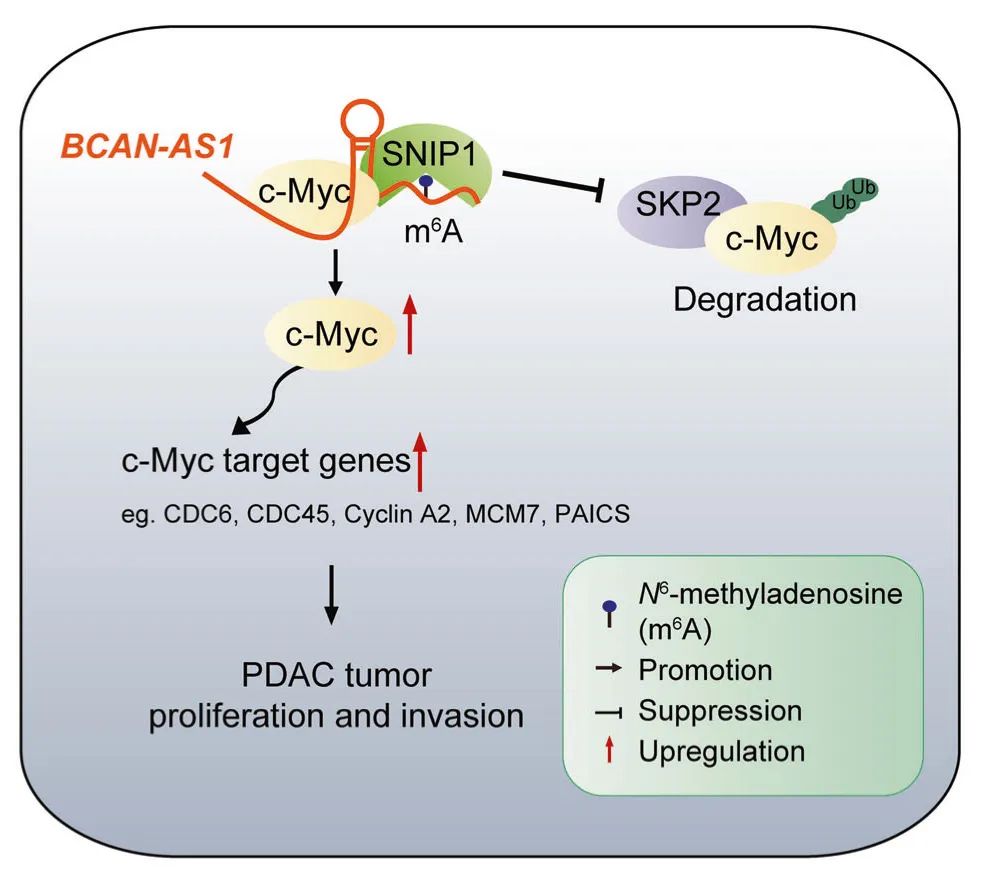 Nature子刊丨LncRNA BCAN-AS1通过m6A介导的与SNIP1结合来稳定c-Myc从而促进胰腺癌医药新闻-ByDrug-一站式医药资源共享中心-医药魔方