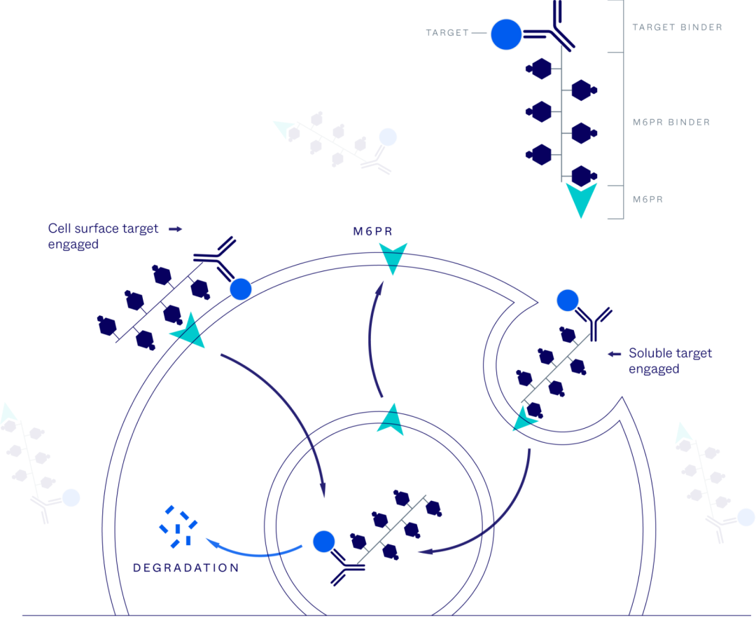 诺奖得主团队最新Science：开发下一代LYTAC，这篇论文必须读一下！医药新闻-ByDrug-一站式医药资源共享中心-医药魔方