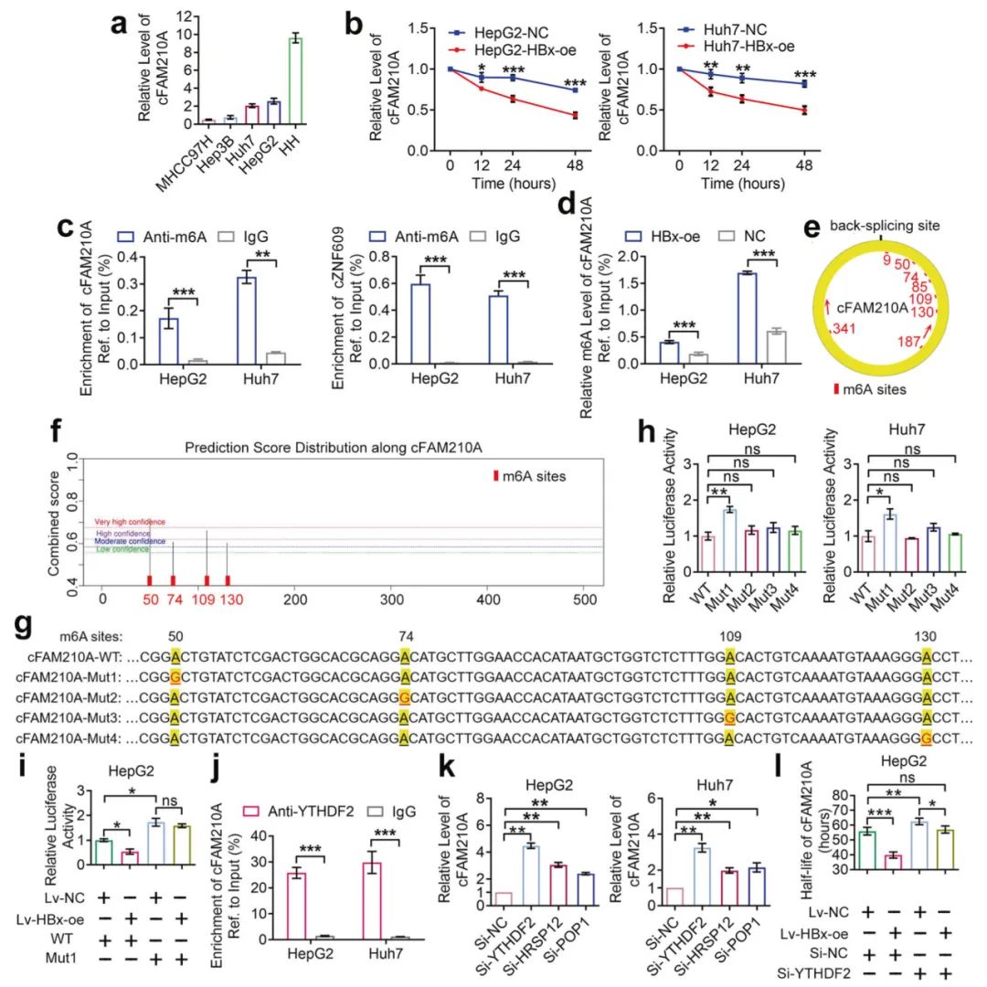 Nature子刊丨可被HBx降解的circRNA cFAM210A通过抑制YBX1反式激活来抑制HCC肿瘤发生医药新闻-ByDrug-一站式医药资源共享中心-医药魔方