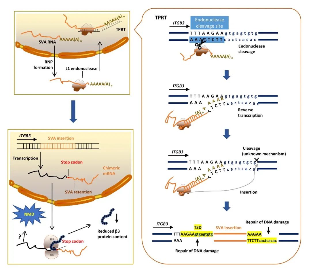 【前沿】上海儿童医学中心发表最新研究成果，揭示血小板无力症新型突变SINE-VNTR-Alu逆转录转座子插入及其分子致病机制医药新闻 ...