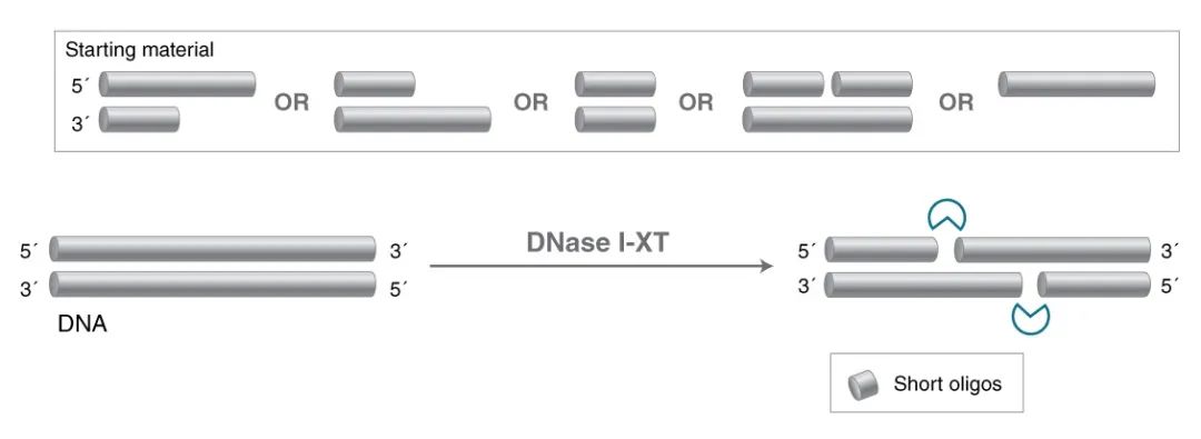DNase I-XT（耐盐），更适合去除 IVT 产物中的 DNA医药新闻-ByDrug-一站式医药资源共享中心-医药魔方