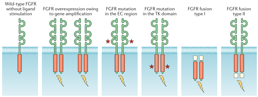 实力靶点FGFR：肝胆相照，奋勇向前医药新闻-ByDrug-一站式医药资源共享中心-医药魔方