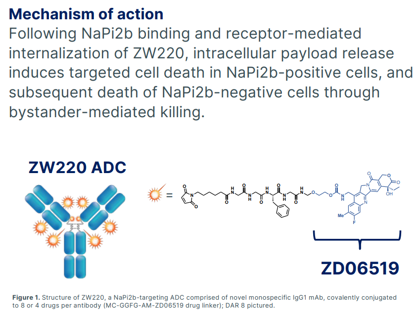Zymeworks：CD3/MSLN双抗明年IND，NaPi-2b ADC后年IND医药新闻-ByDrug-一站式医药资源共享中心-医药魔方