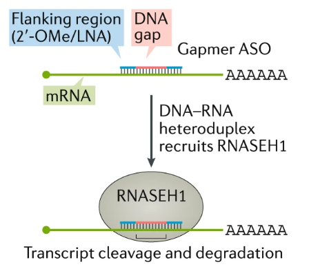 小核酸有大未来--ASO类药物技术分析｜【富海洞察】医药新闻-ByDrug-一站式医药资源共享中心-医药魔方