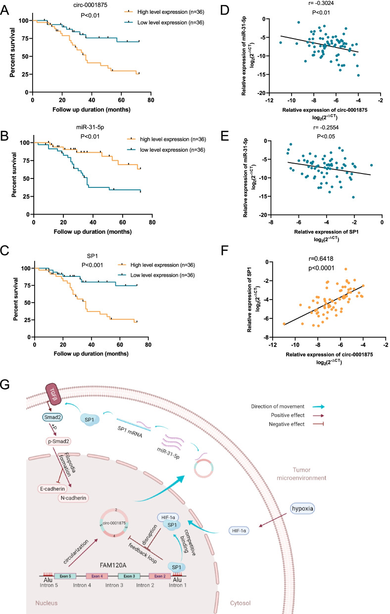吉玛基因siRNA/miRNA相关产品、双荧光素酶质粒及fish探针助力非小细胞肺癌相关研究医药新闻-ByDrug-一站式医药资源共享中心-医药魔方