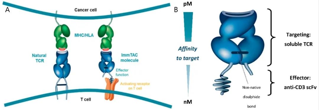 KIMMTRAK，Immunocore gp100/CD3双特异性抗体医药新闻-ByDrug-一站式医药资源共享中心-医药魔方