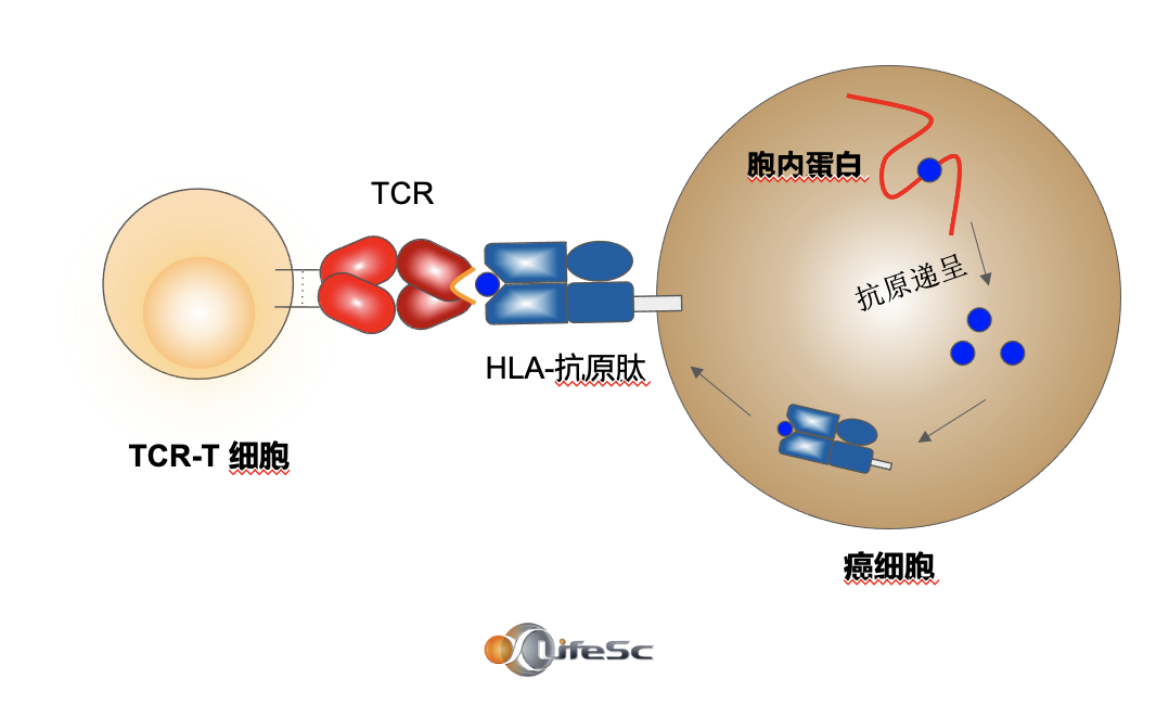 ASCO 追踪| HLA基因型，为什么是TCR-T细胞治疗领域的关注焦点？医药新闻-ByDrug-一站式医药资源共享中心-医药魔方
