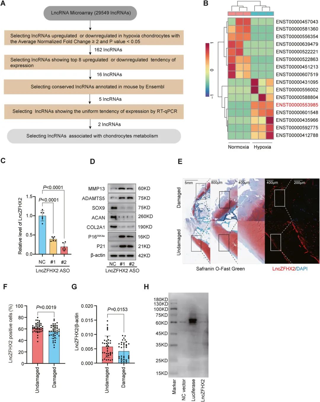 Redox Biology（IF11.4）丨LncZFHX2促进DNA修复以介导骨关节炎病理学医药新闻-ByDrug-一站式医药资源共享中心-医药魔方
