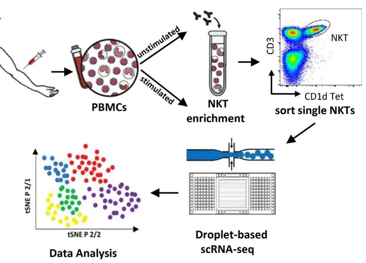 免疫细胞家族：NKT细胞的概述医药新闻-ByDrug-一站式医药资源共享中心-医药魔方