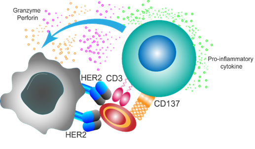 HER2+癌症患者治疗新希望：TROY-Ig HER2多特异性抗体医药新闻-ByDrug-一站式医药资源共享中心-医药魔方