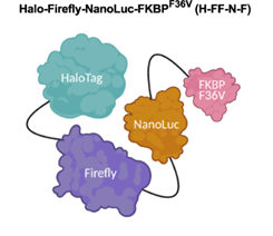 新型蛋白降解技术NanoTAC 来了！与PROTAC相比，有何不同？医药新闻-ByDrug-一站式医药资源共享中心-医药魔方
