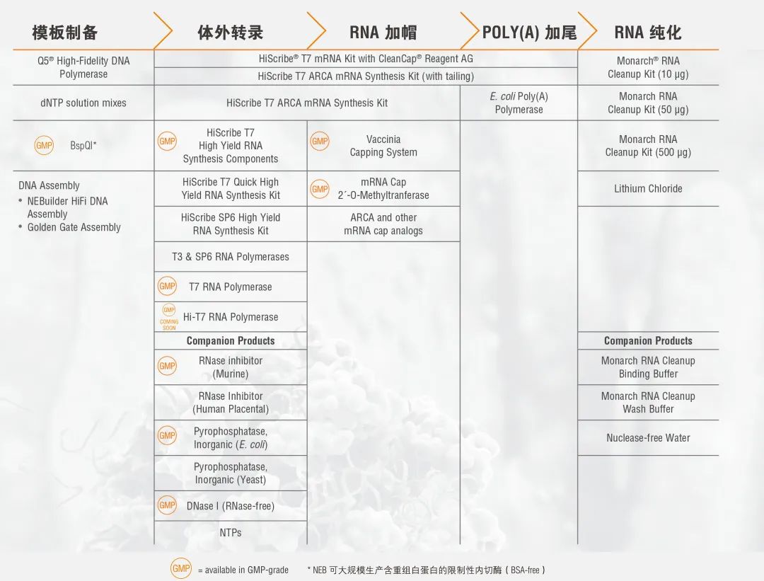 NEB GMP 级别 RNA 合成试剂新成员：BspQI医药新闻-ByDrug-一站式医药资源共享中心-医药魔方