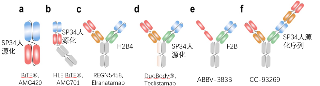 小陶说药 | BCMAXCD3双抗综述医药新闻-ByDrug-一站式医药资源共享中心-医药魔方