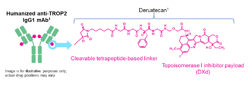 ADC热门靶点：Trop-2医药新闻-ByDrug-一站式医药资源共享中心-医药魔方
