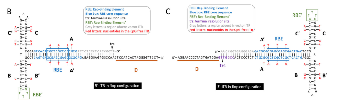 Nature子刊：人工合成的ITR 可用于AAV载体构建，有望改善基因疗法医药新闻-ByDrug-一站式医药资源共享中心-医药魔方