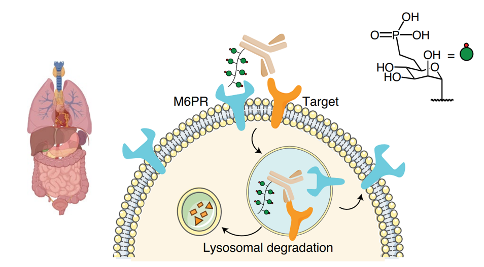 PROTAC“孪生兄妹”——溶酶体靶向降解嵌合体技术LYTAC医药新闻-ByDrug-一站式医药资源共享中心-医药魔方