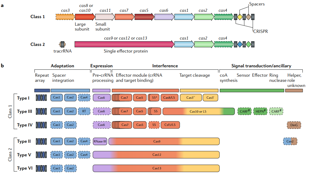 辉大基因原创DNA编辑系统CRISPR-Cas12i获美国专利授权，实现中国该领域首个海外专利突破 | 惠每portfolio医药新闻 ...