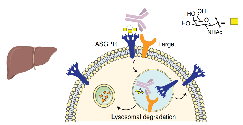 PROTAC“孪生兄妹”——溶酶体靶向降解嵌合体技术LYTAC医药新闻-ByDrug-一站式医药资源共享中心-医药魔方