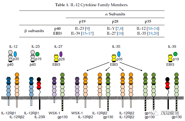 IL12家族细胞因子在肿瘤和免疫治疗中的作用医药新闻-ByDrug-一站式医药资源共享中心-医药魔方