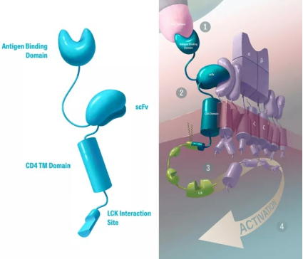 Triumvira Immunologics 完成A轮1亿美元融资医药新闻-ByDrug-一站式医药资源共享中心-医药魔方