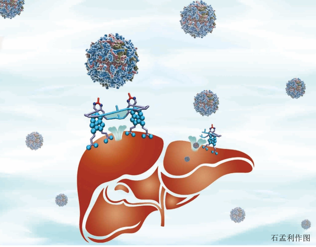J Med Chem | 齐湘兵/李文辉实验室合作开发高效二聚体胆酸类NTCP抑制剂医药新闻-ByDrug-一站式医药资源共享中心-医药魔方