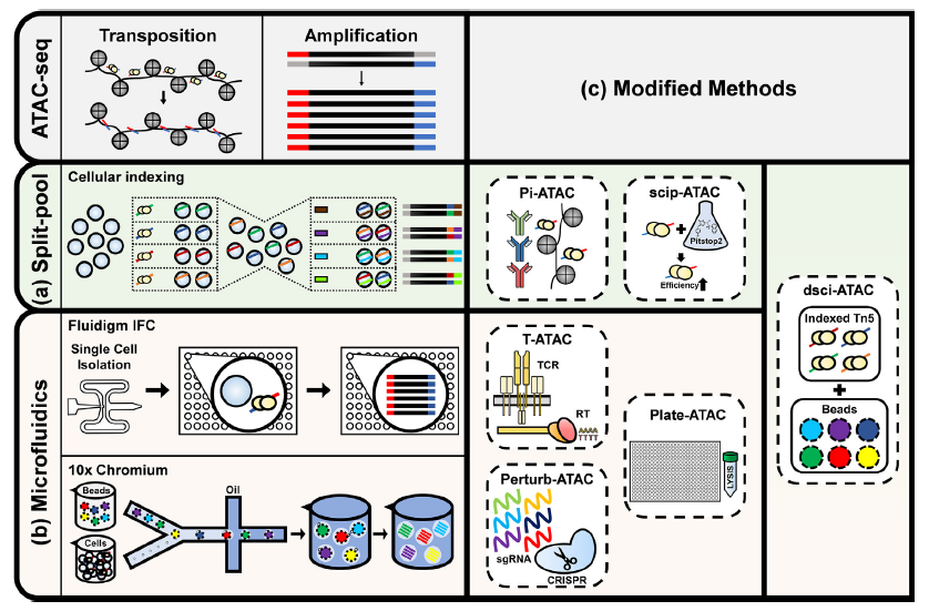 从数据分析到结论产生，谈谈scATAC-seq医药新闻-ByDrug-一站式医药资源共享中心-医药魔方