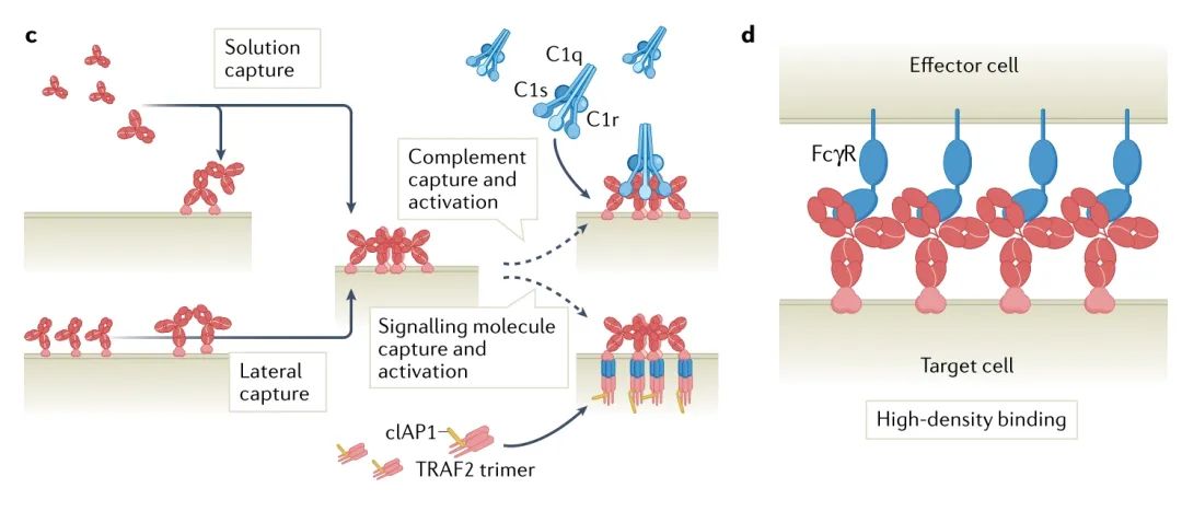 IF>100!深入解读抗体功能效应与药物设计基石——亲和力医药新闻-ByDrug-一站式医药资源共享中心-医药魔方