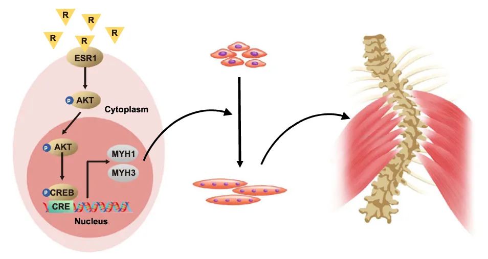 Nature子刊丨肌肉祖细胞中的不对称ESR1信号决定了青少年特发性脊柱侧弯的进展医药新闻-ByDrug-一站式医药资源共享中心-医药魔方