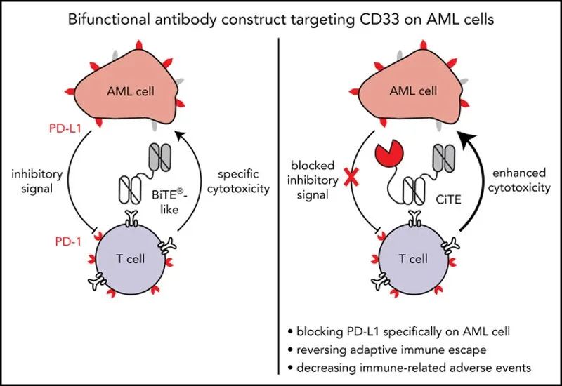 克服癌症中CD3+ T细胞重定向相关的挑战[1]医药新闻-ByDrug-一站式医药资源共享中心-医药魔方