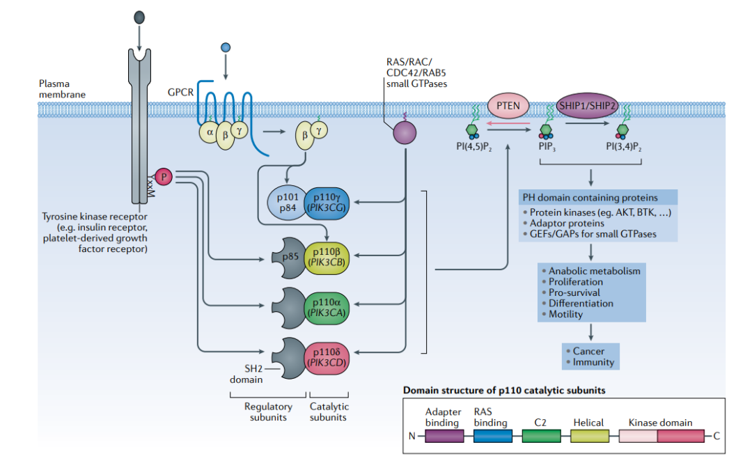 PI3K抑制剂的研发与应用，敢问路在何方？医药新闻-ByDrug-一站式医药资源共享中心-医药魔方