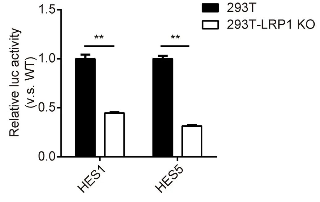 作者解读前沿文献 | 低密度脂蛋白受体相关蛋白1(LRP1)介导Notch信号激活医药新闻-ByDrug-一站式医药资源共享中心-医药魔方
