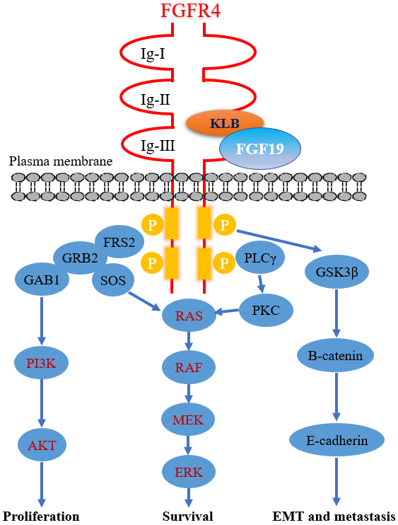 BB102，共价可逆、高选择性的FGFR4抑制剂医药新闻-ByDrug-一站式医药资源共享中心-医药魔方